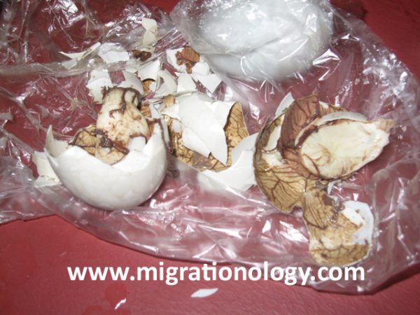5 Steps to Eating Balut: Duck Egg Fetus in Manila