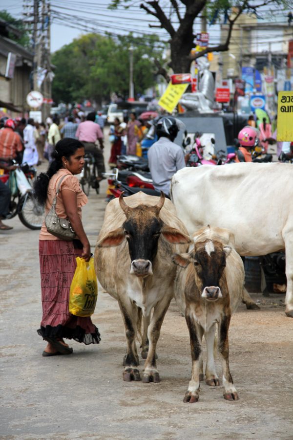 VIDEO: Jaffna Town, A Tour of Tamil Sri Lanka