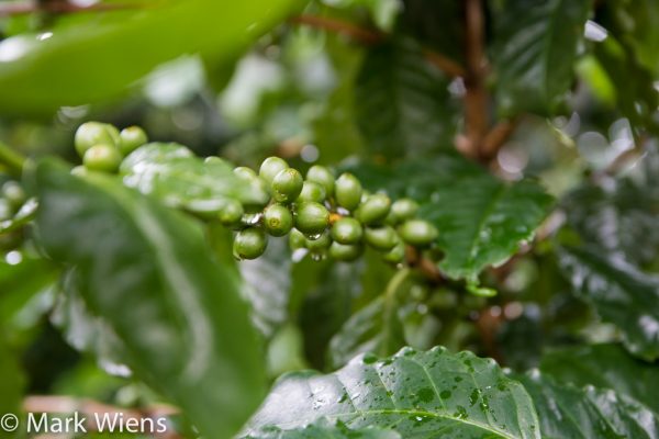 Doi Chang - How You Can Visit Thailand's Coffee Paradise